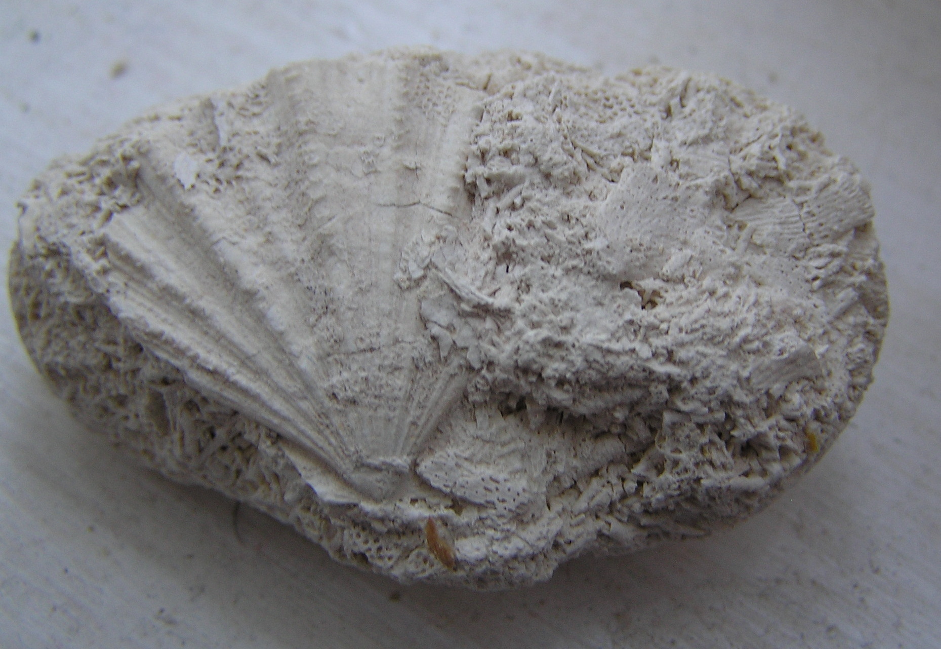 fossilized shell – Godspacelight