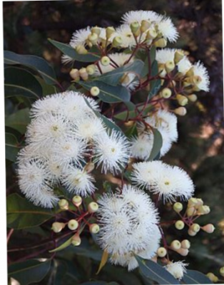 Flowers and Easter - Godspacelight