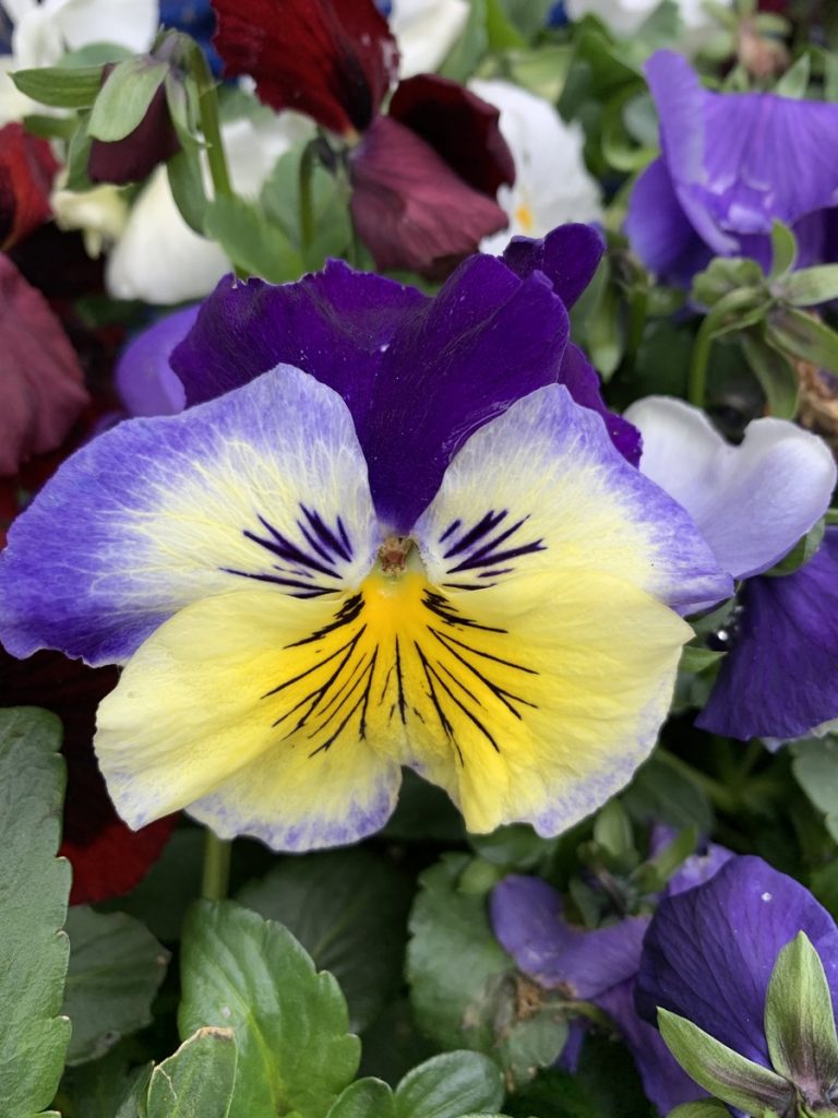 Celebrating the Trinity – Using Flowers - Godspacelight