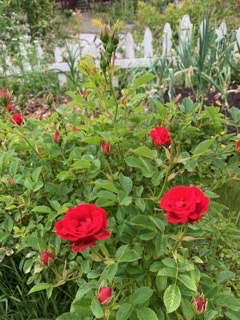 Celebrating the Trinity – Using Flowers - Godspacelight