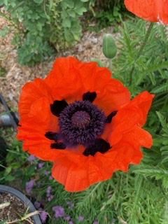 Celebrating the Trinity – Using Flowers - Godspacelight
