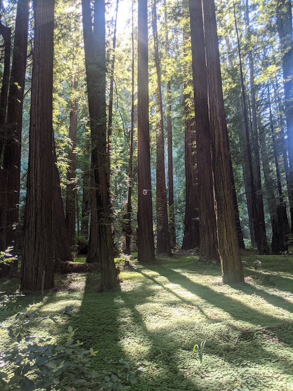 A Letter To God from the Redwoods - Godspacelight