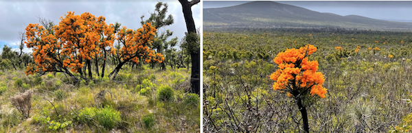 Sacred Summer Fire - Godspacelight