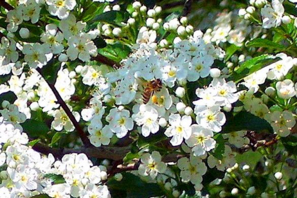 Celebrating the Trinity – Using Flowers - Godspacelight