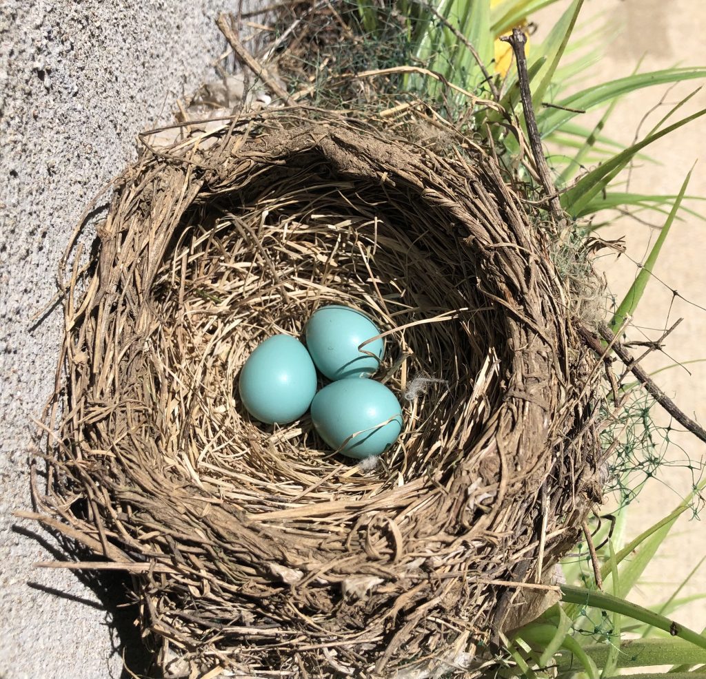 FreerangeFriday: The Nest of God - Godspacelight